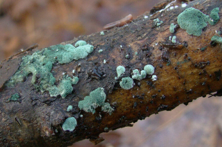 Trichoderma against plant diseases