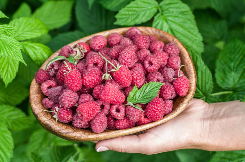 A Simple Way to Increase the Harvest of Raspberries in Half. Determine ...