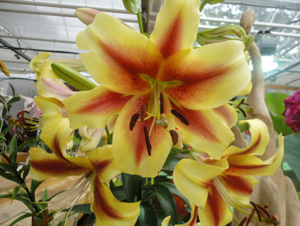 Classification of Lilies. Features of Hybrids. (Part 2)