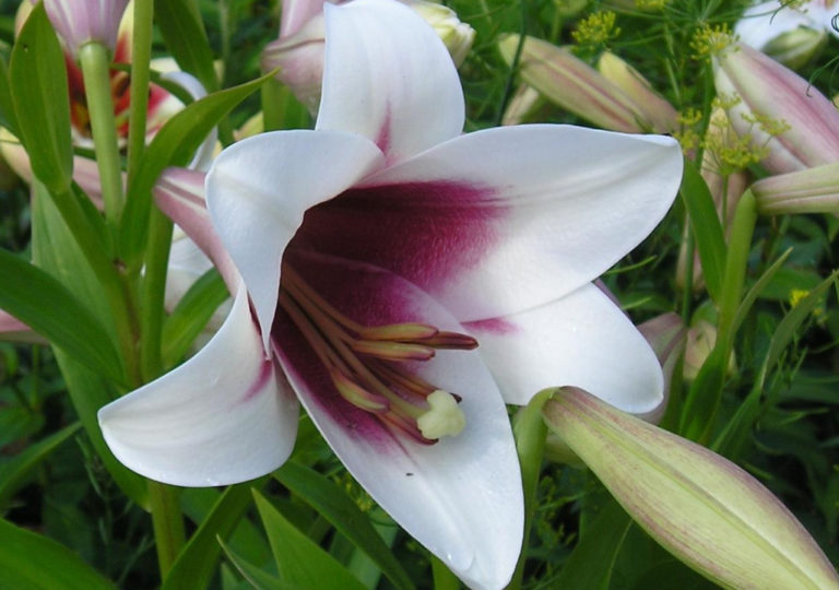 Classification of Lilies. Features of Hybrids. (Part 2)