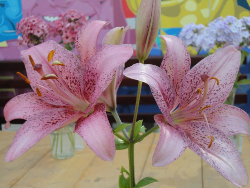 Classification of Lilies. Features of Hybrids. (Part 2)