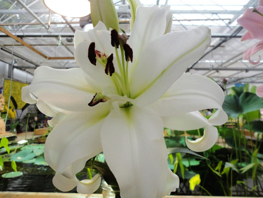 Classification of Lilies. Features of Hybrids. (Part 2)
