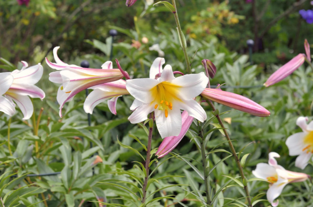 Classification of Lilies. Features of Hybrids. (Part 1)