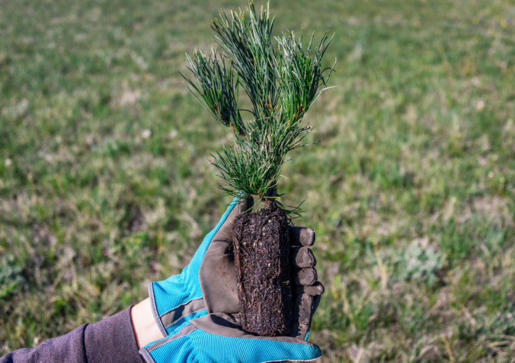 Five Main Rules of Autumn Planting Trees And Shrubs
