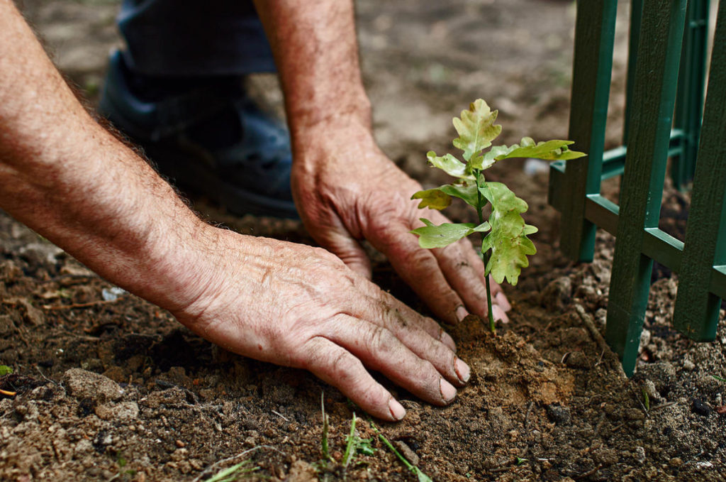 Five Main Rules of Autumn Planting Trees And Shrubs