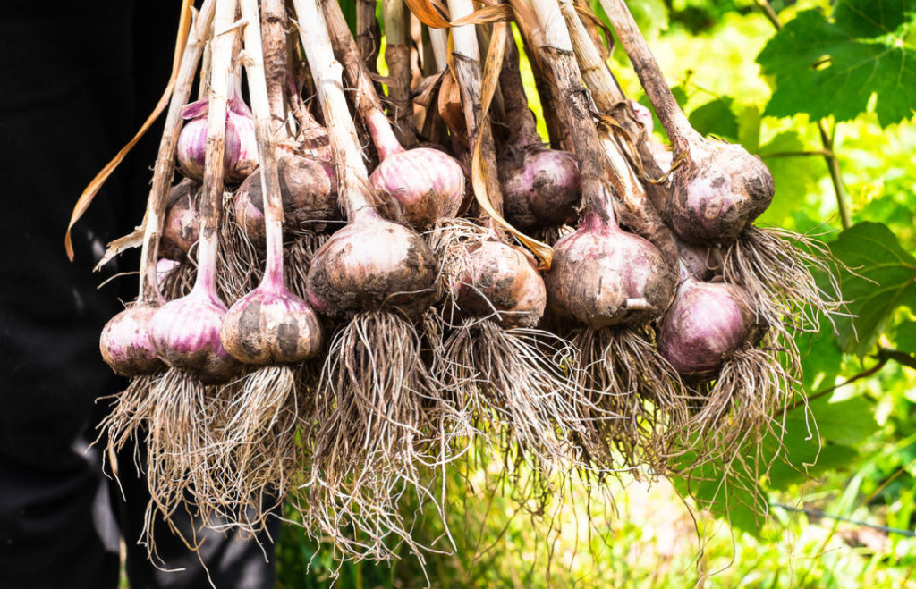 How to Get a Great Harvest of Large Garlic: My Experience in Growing
