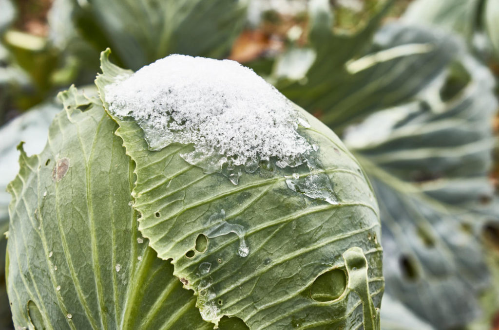 How to Grow Large Heads. The Secret Techniques of Care for Cabbage ...