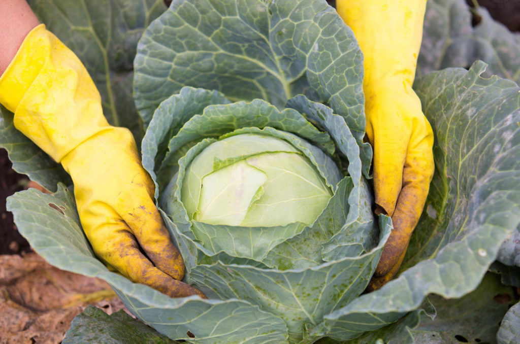 How to Grow Large Heads. The Secret Techniques of Care for Cabbage ...
