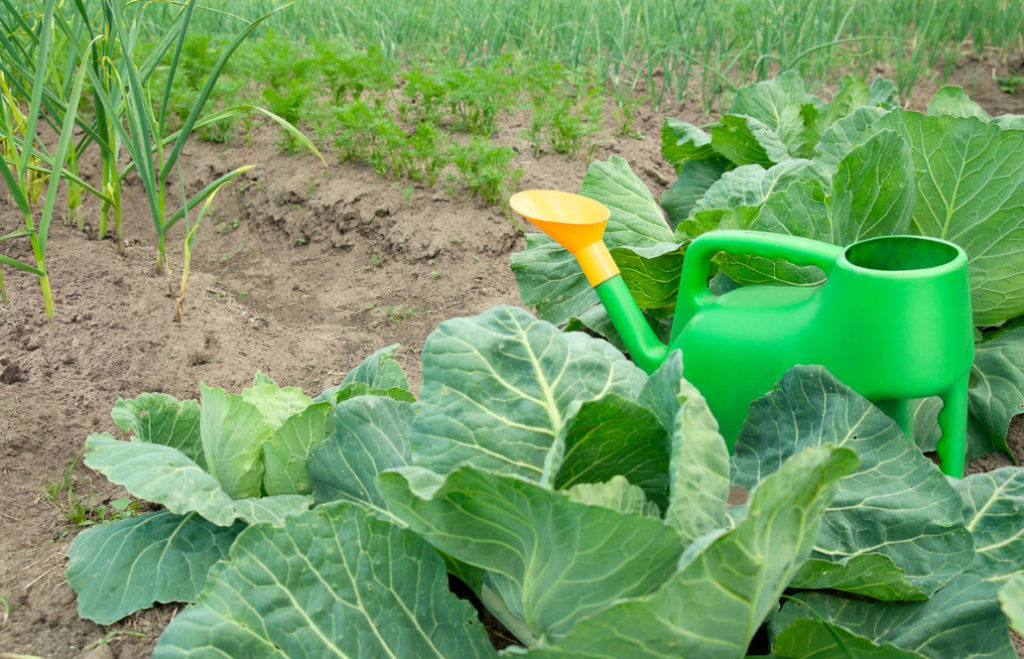 How to Grow Large Heads. The Secret Techniques of Care for Cabbage ...