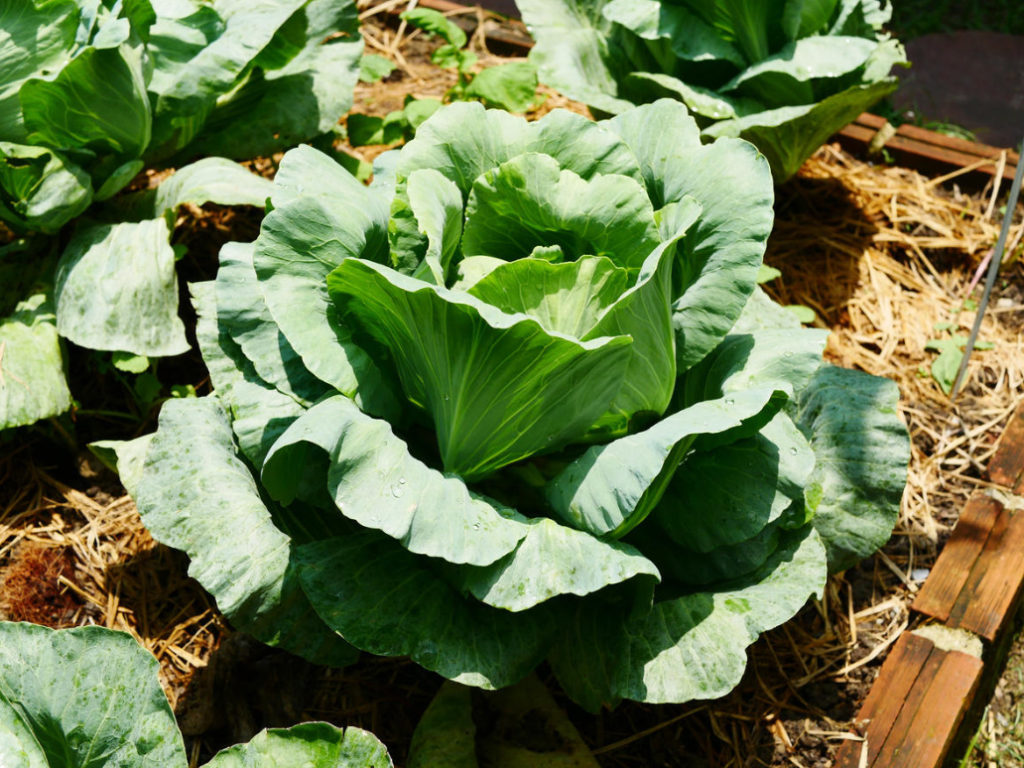 How to Grow Large Heads. The Secret Techniques of Care for Cabbage ...
