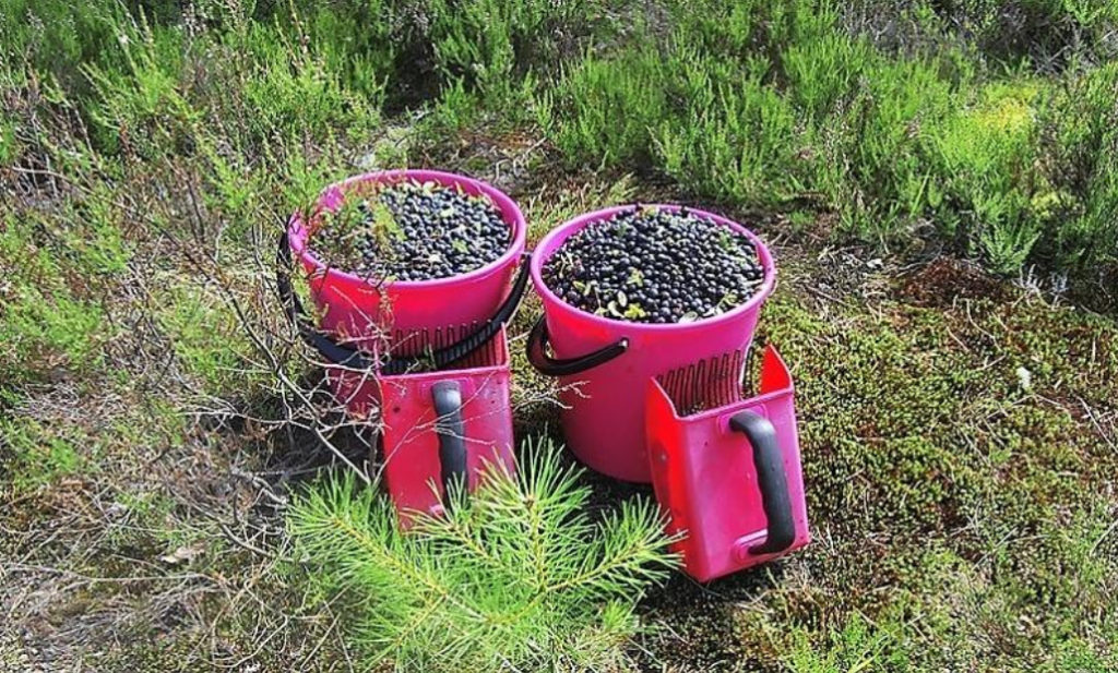 Rake: History, Types and Purpose, Interesting Facts - Best Landscape Ideas