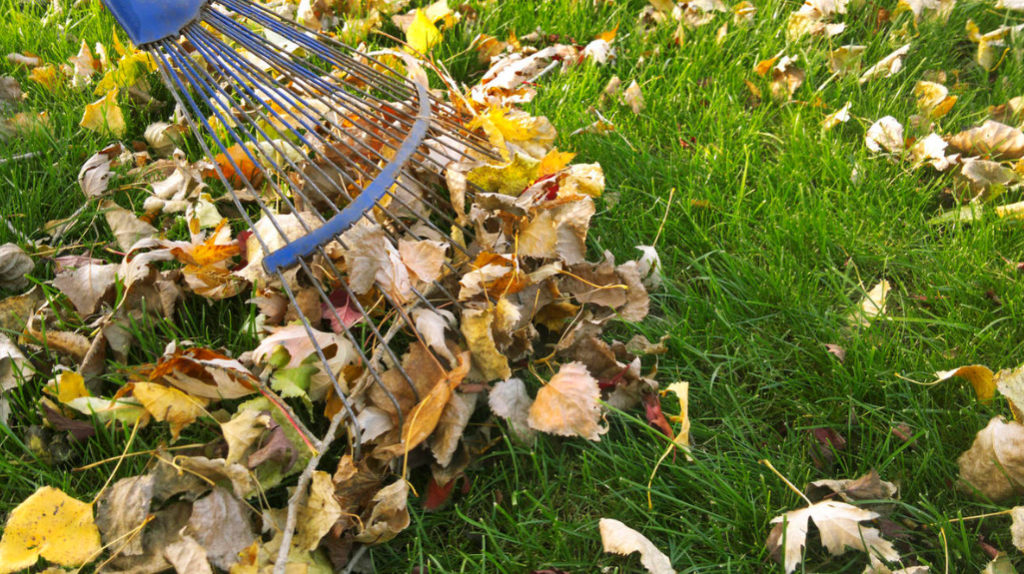 Rake: History, Types and Purpose, Interesting Facts