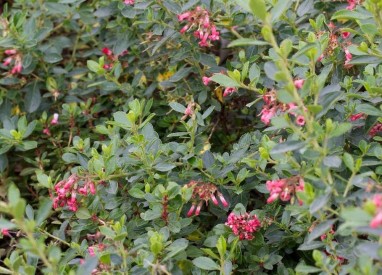 Rare But Beautiful: Sparse Shrubs for Your Garden (Part 2)