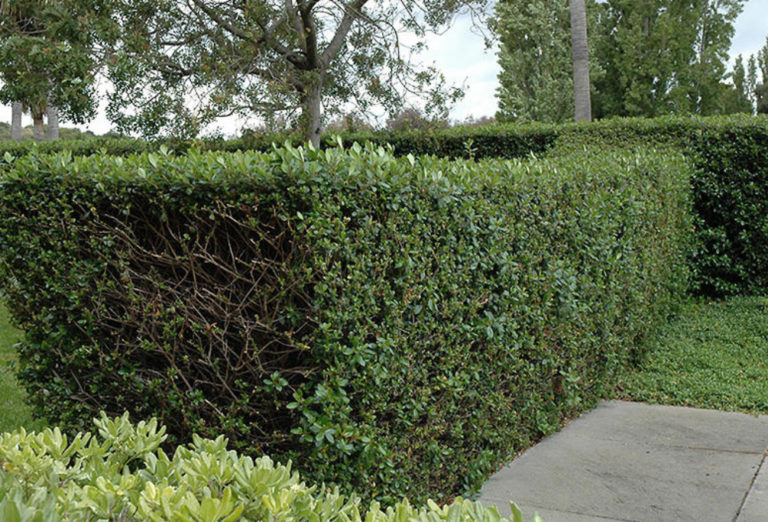 Rare But Beautiful: Sparse Shrubs for Your Garden (Part 2)