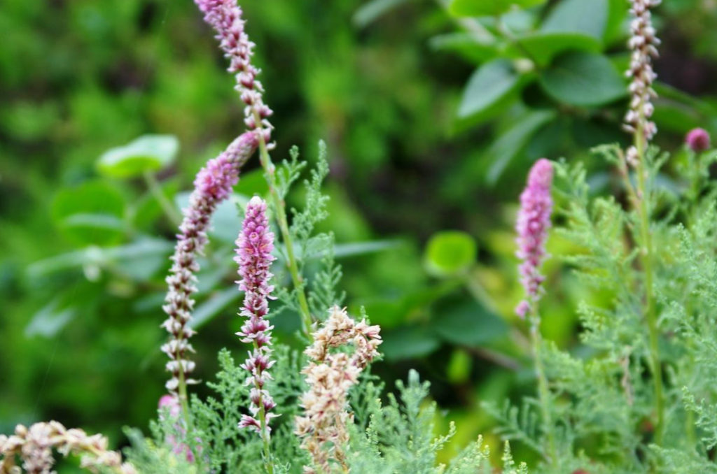Rare But Beautiful: Sparse Shrubs for Your Garden (Part 1)