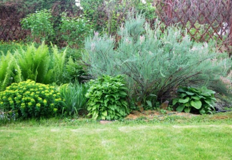 Rare But Beautiful: Sparse Shrubs for Your Garden (Part 1)