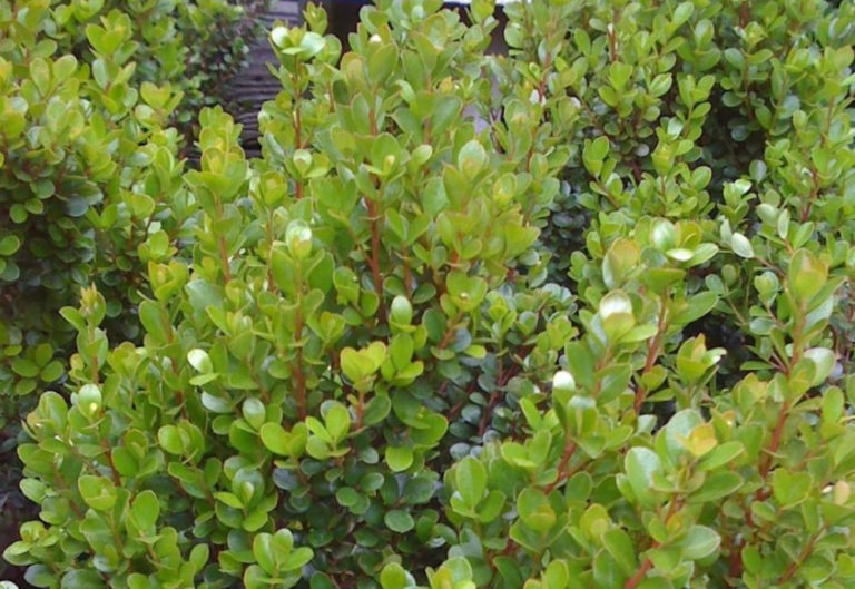 Rare But Beautiful: Sparse Shrubs for Your Garden (Part 2)