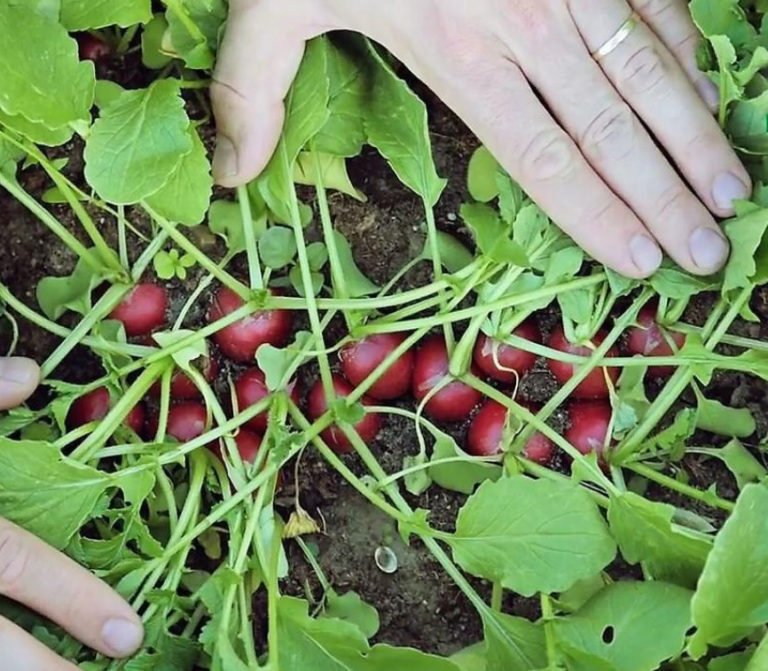 The Real Dream of the Gardener - Radish 'Dream of Alice F1'