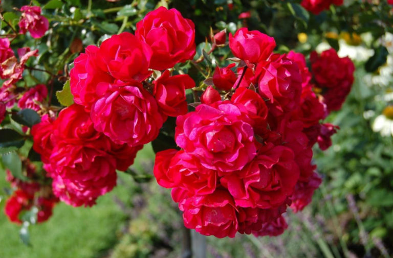 What are the Most Winter-Hardy Roses: a Cheat Sheet for the Novice ...