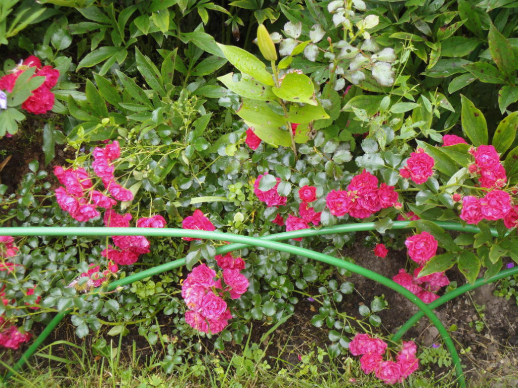 What are the Most Winter-Hardy Roses: a Cheat Sheet for the Novice Grower