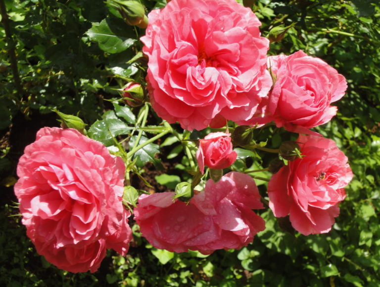 What are the Most Winter-Hardy Roses: a Cheat Sheet for the Novice Grower