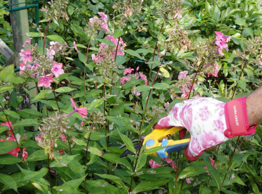 What to do With Phlox in August