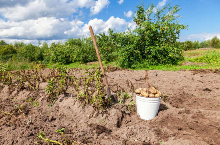 How to Dig Potatoes: Tools and Tips for Harvesting
