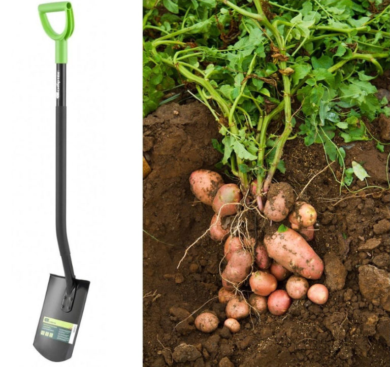 How to Dig Potatoes: Tools and Tips for Harvesting