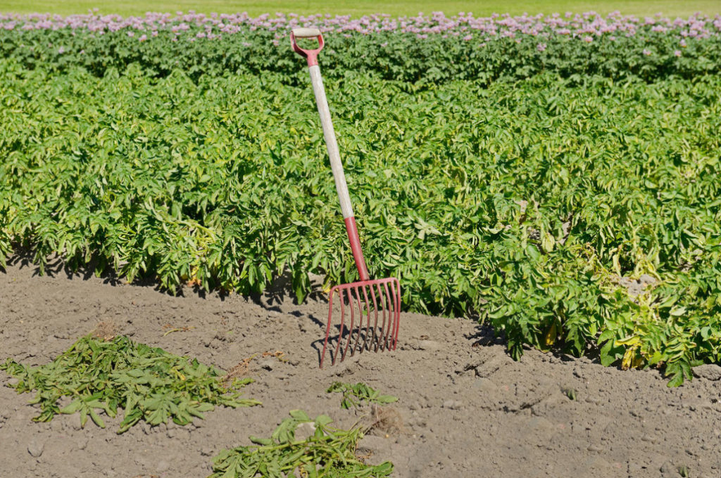 How to Dig Potatoes: Tools and Tips for Harvesting
