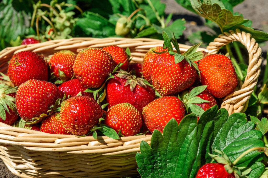 Do I Need to Trim Strawberries in Autumn