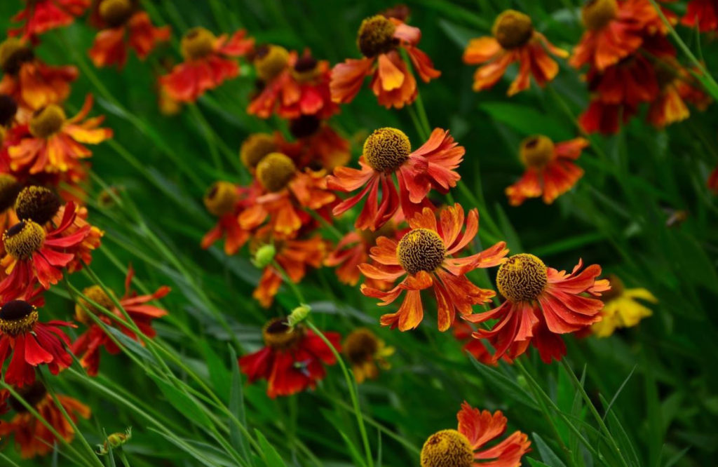 Helenium: Species And Varieties, Photos, Use in Garden Design (Part 2)