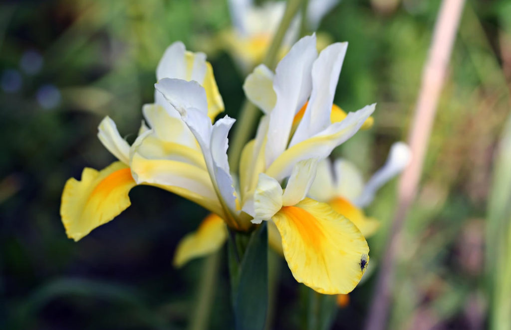 Terms of Planting Bulbous And Tuberous Flowers