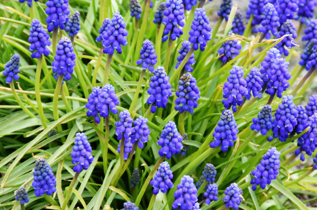 Terms of Planting Bulbous And Tuberous Flowers - Best Landscape Ideas