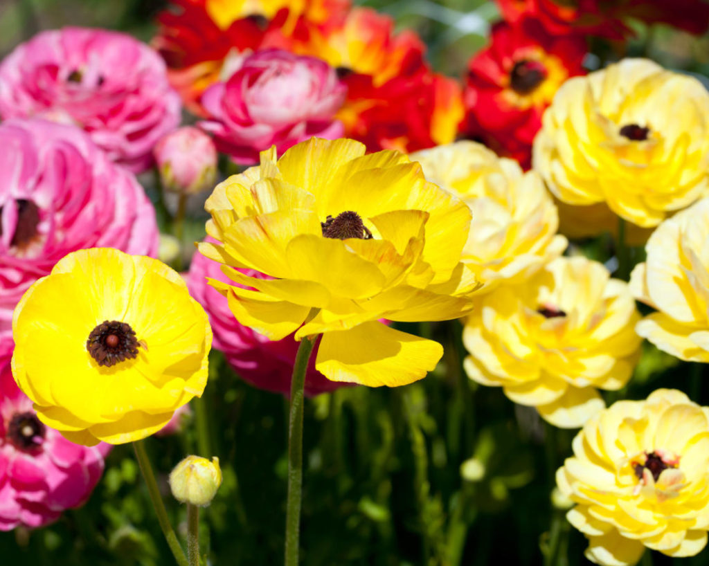 Terms of Planting Bulbous And Tuberous Flowers