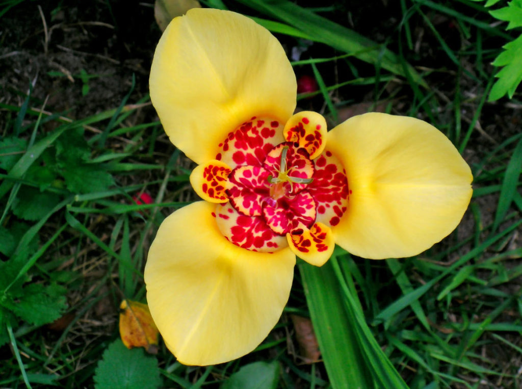 Terms of Planting Bulbous And Tuberous Flowers