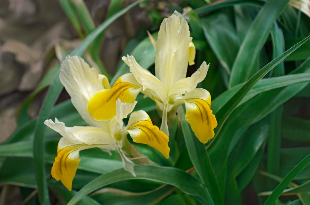Terms of Planting Bulbous And Tuberous Flowers - Best Landscape Ideas