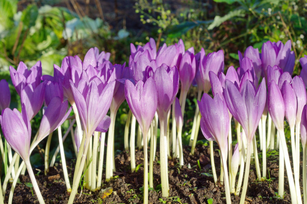 Terms of Planting Bulbous And Tuberous Flowers