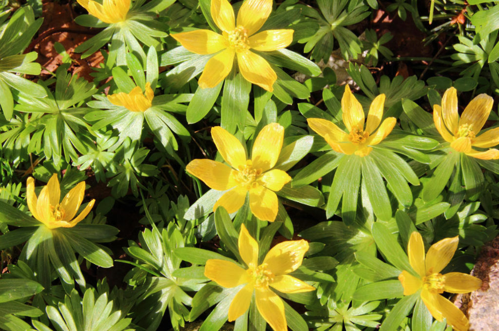 Terms of Planting Bulbous And Tuberous Flowers