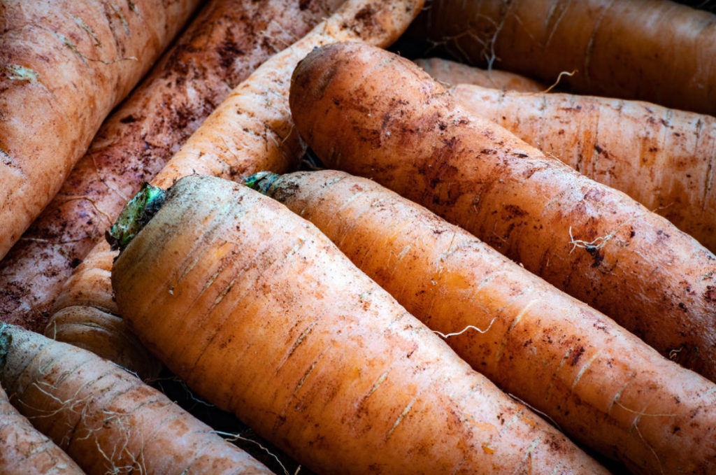 Mistakes in Harvesting And Storing Carrots