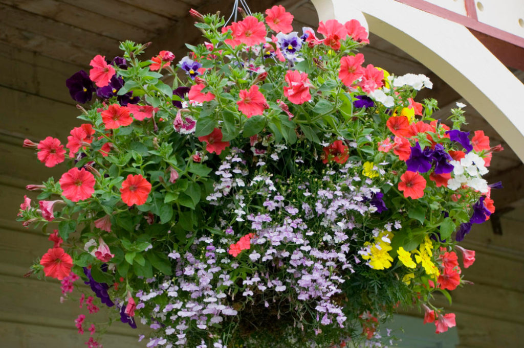 Petunia Garden Layout Ideas