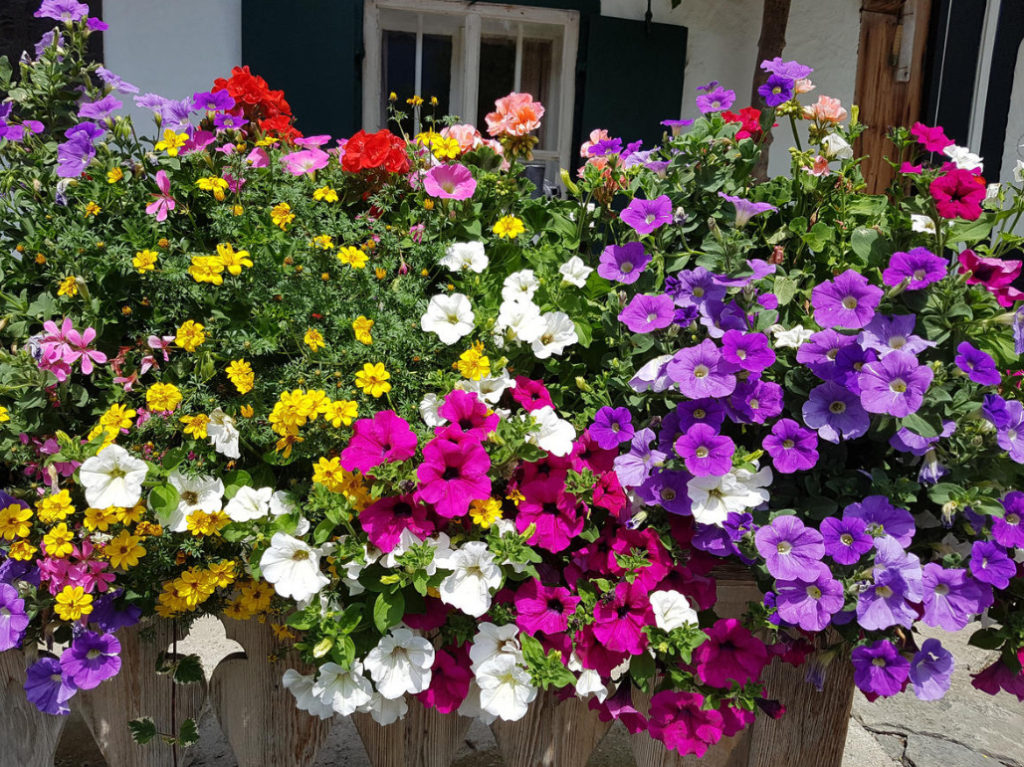 Petunia Garden Layout Ideas