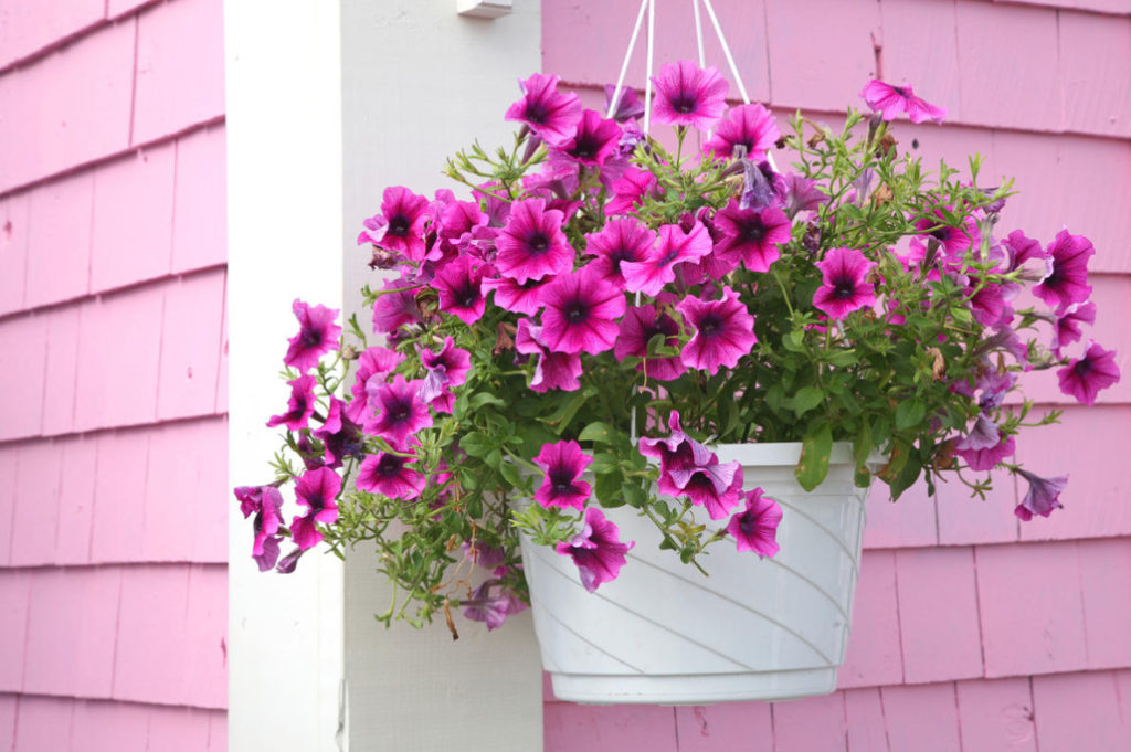 Petunia Garden Layout Ideas