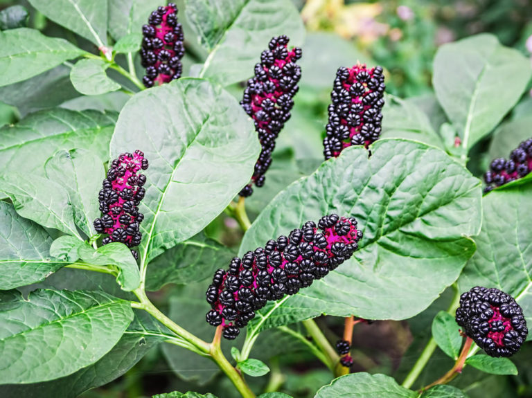 Phytolacca Decandra: What Kind of Plant Is It, How to Grow And Eat ...