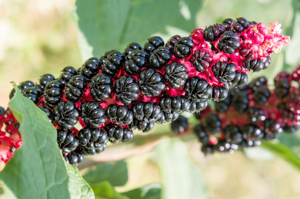 Phytolacca Decandra: What Kind of Plant Is It, How to Grow And Eat