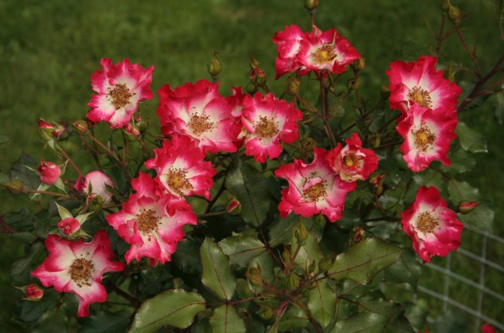 Meilland Roses: French Charm