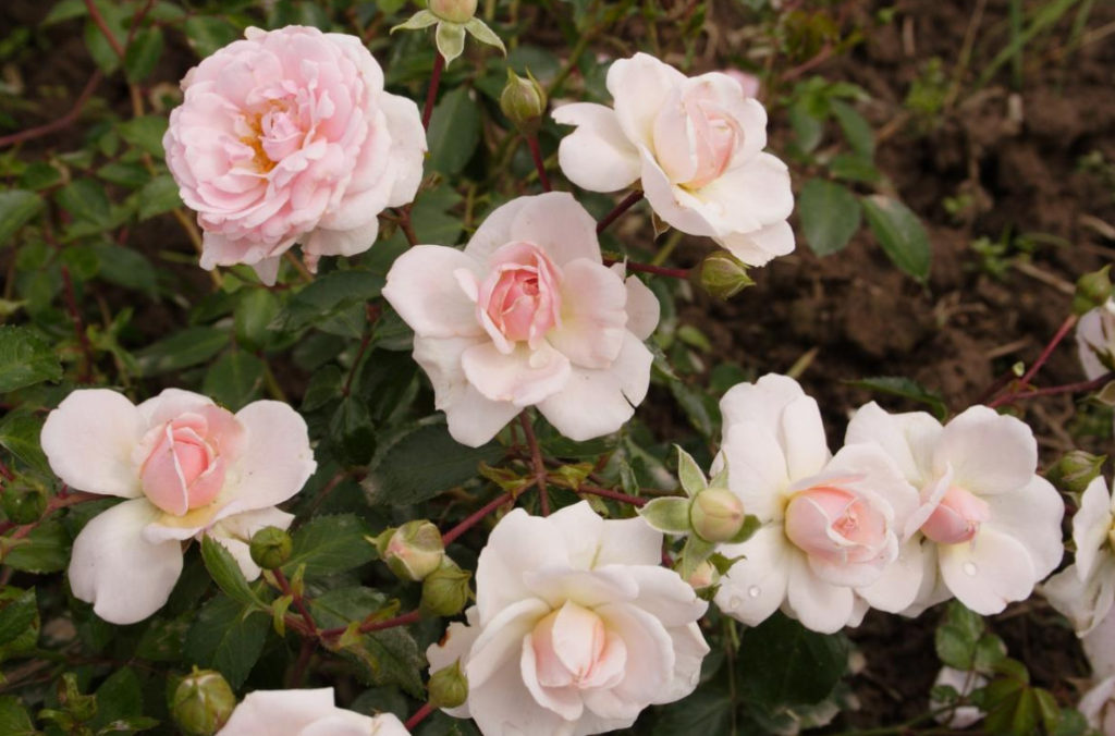 Meilland Roses: French Charm