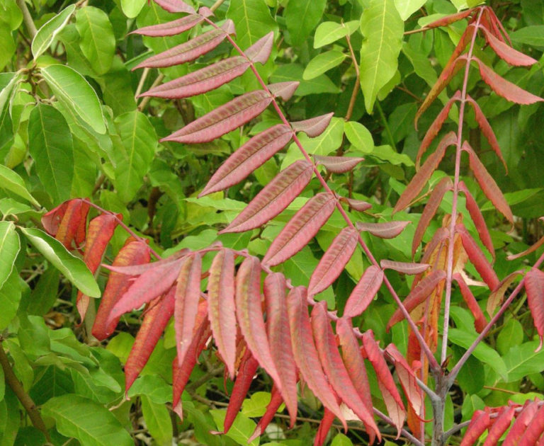 Sumac: Types, Features of Cultivation And Recipes