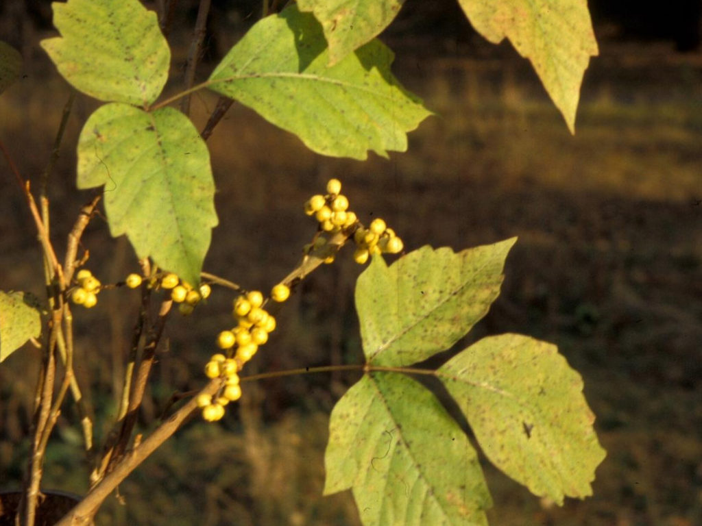 Sumac: Types, Features of Cultivation And Recipes