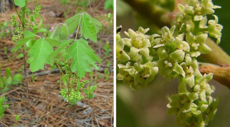 Sumac: Types, Features of Cultivation And Recipes