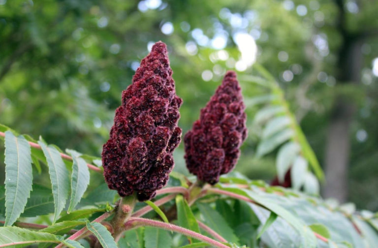 Sumac: Types, Features of Cultivation And Recipes
